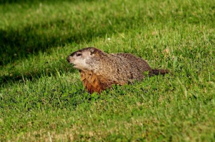 Effective Strategies to Prevent Woodchuck Damage to Lawns