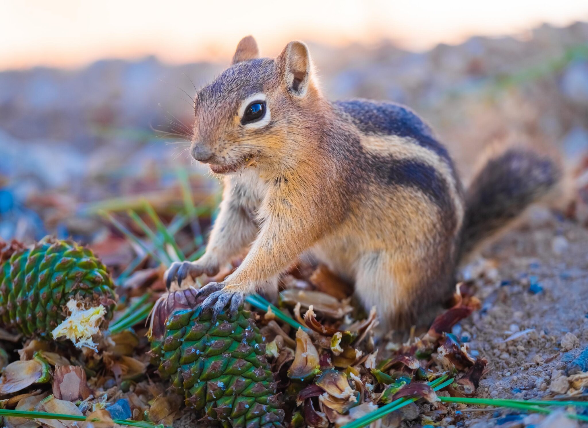 Effective Chipmunk Removal: Protect Your Home from Damage