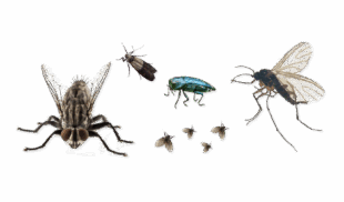 Adams Pest Control | Trusted Pest & Lawn Care Services