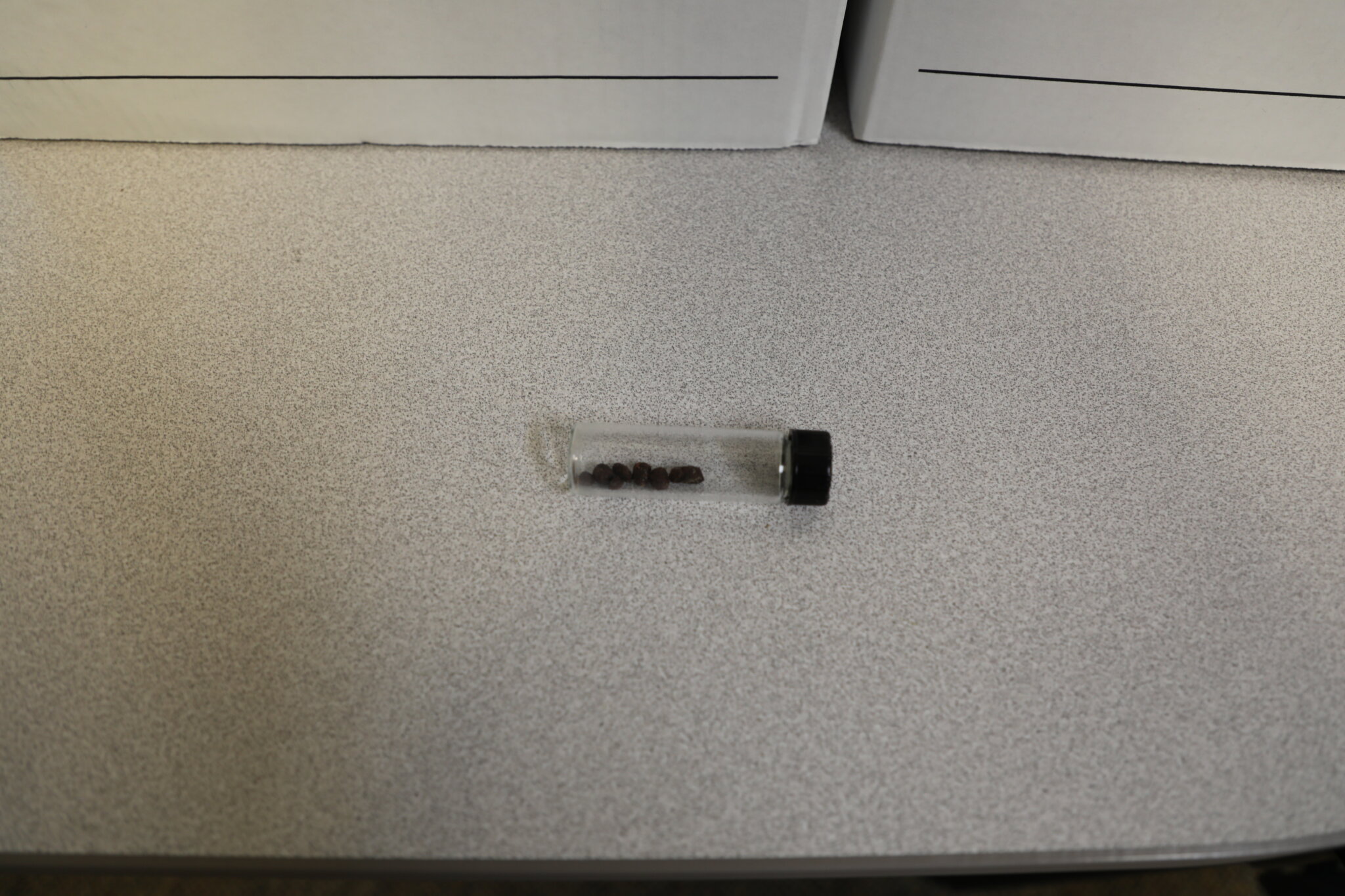 Mouse Droppings - How to Identify and Clean it Safely