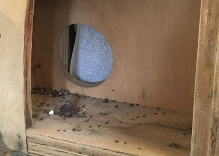 Mouse Droppings - How to Identify and Clean it Safely