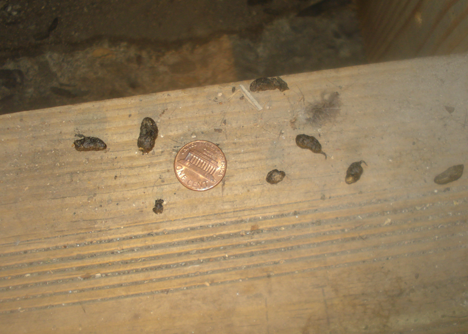 Mouse Droppings - How to Identify and Clean it Safely