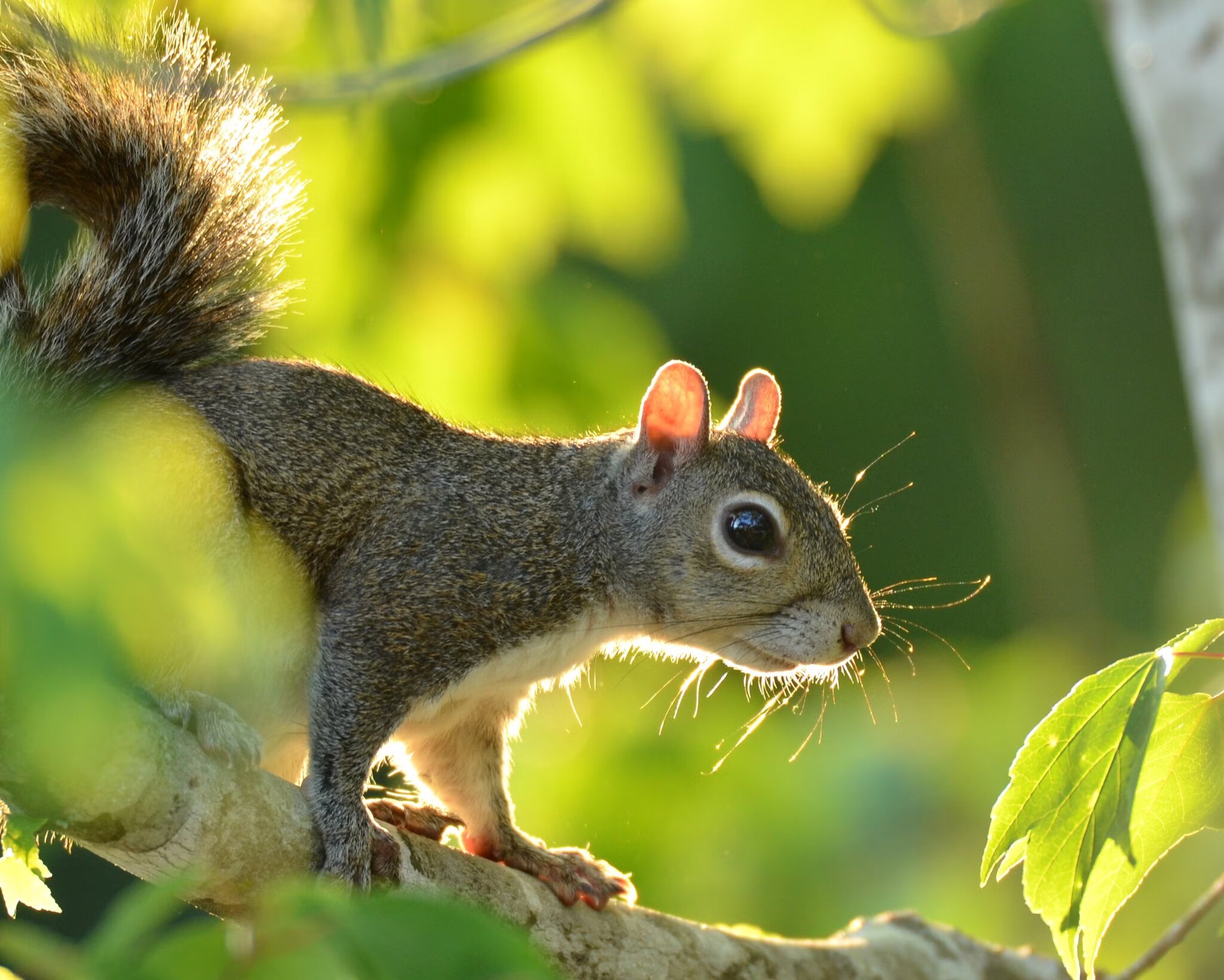 Squirrel Control Services | Adams Pest Control