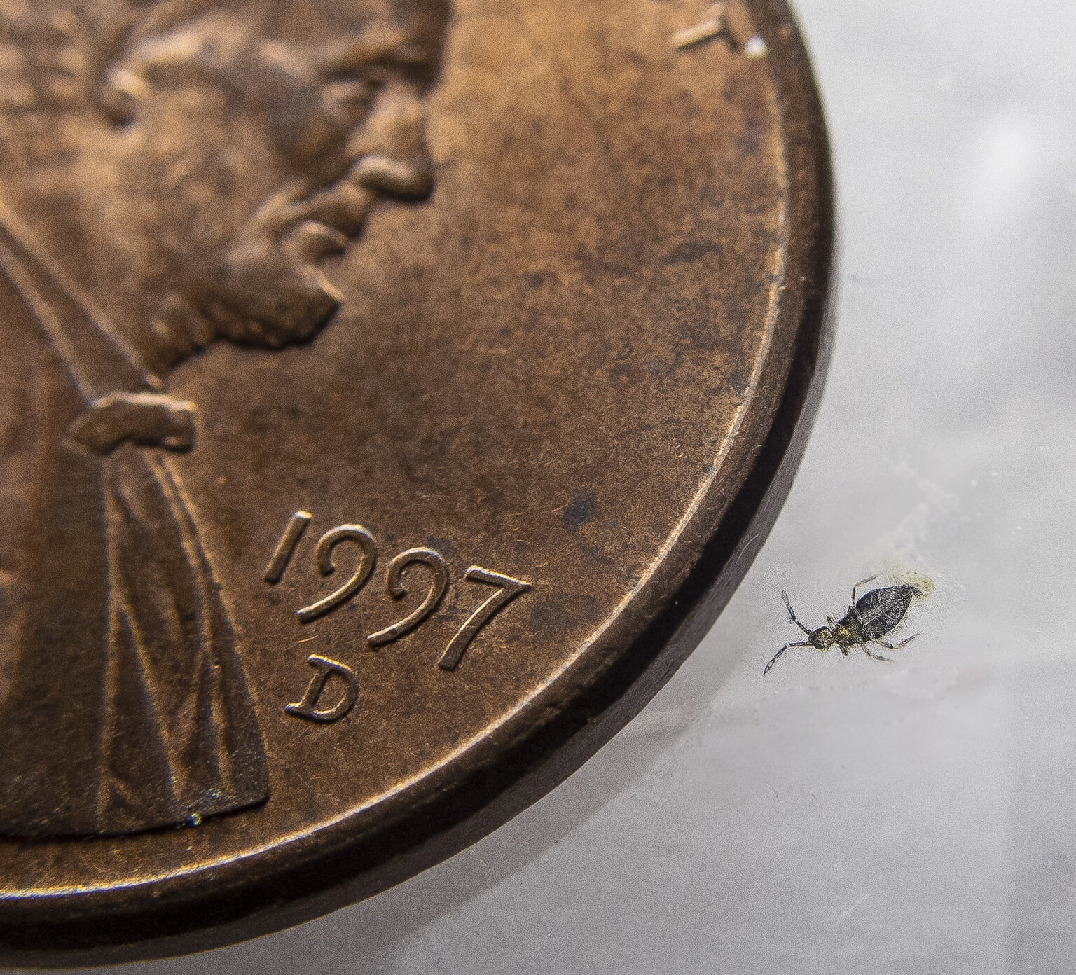 5 Common Spring Pests in Minnesota | Adams Pest Control