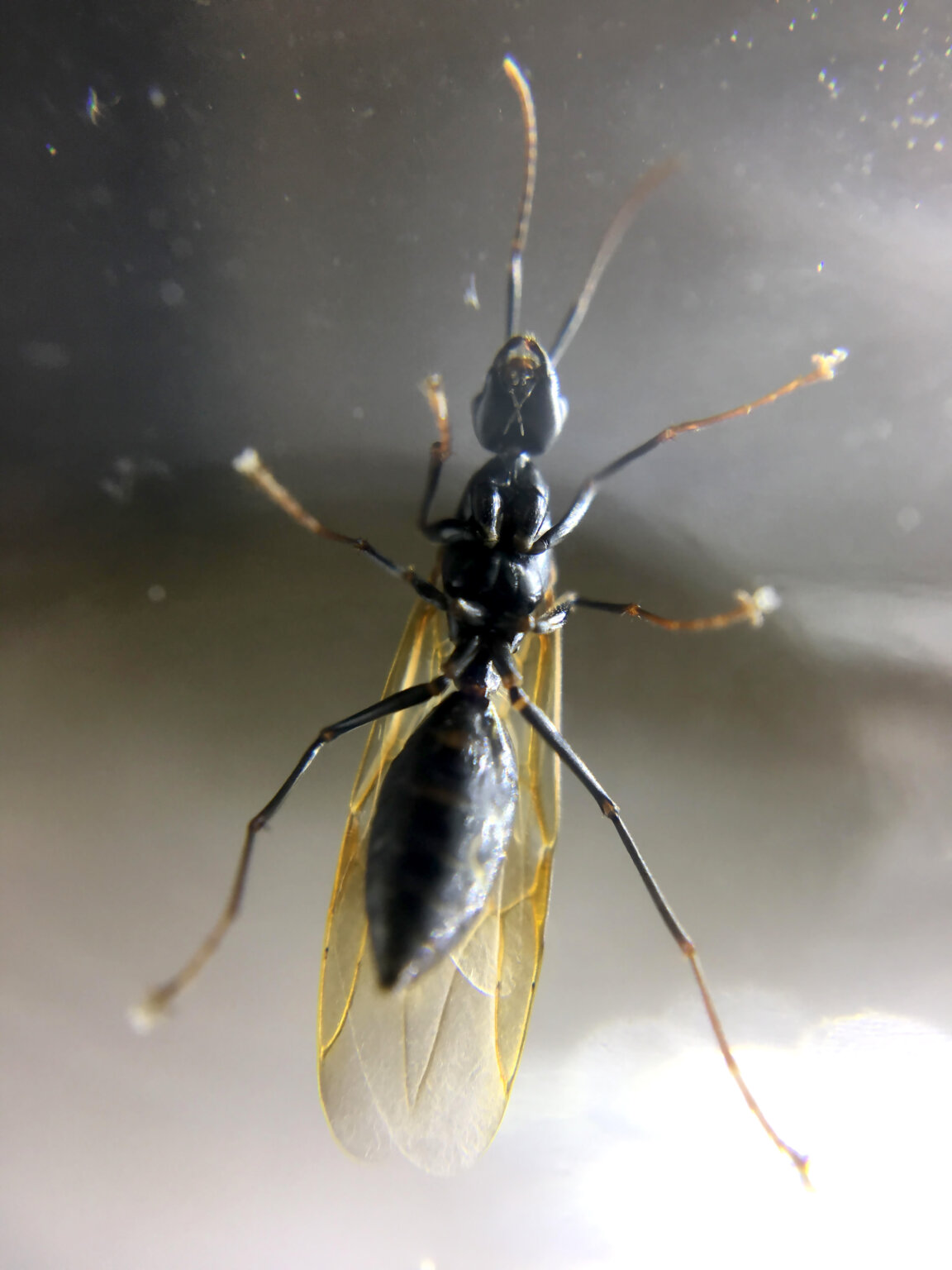 Carpenter Ant Damage: 4 Warning Stages | Adam's Pest Control