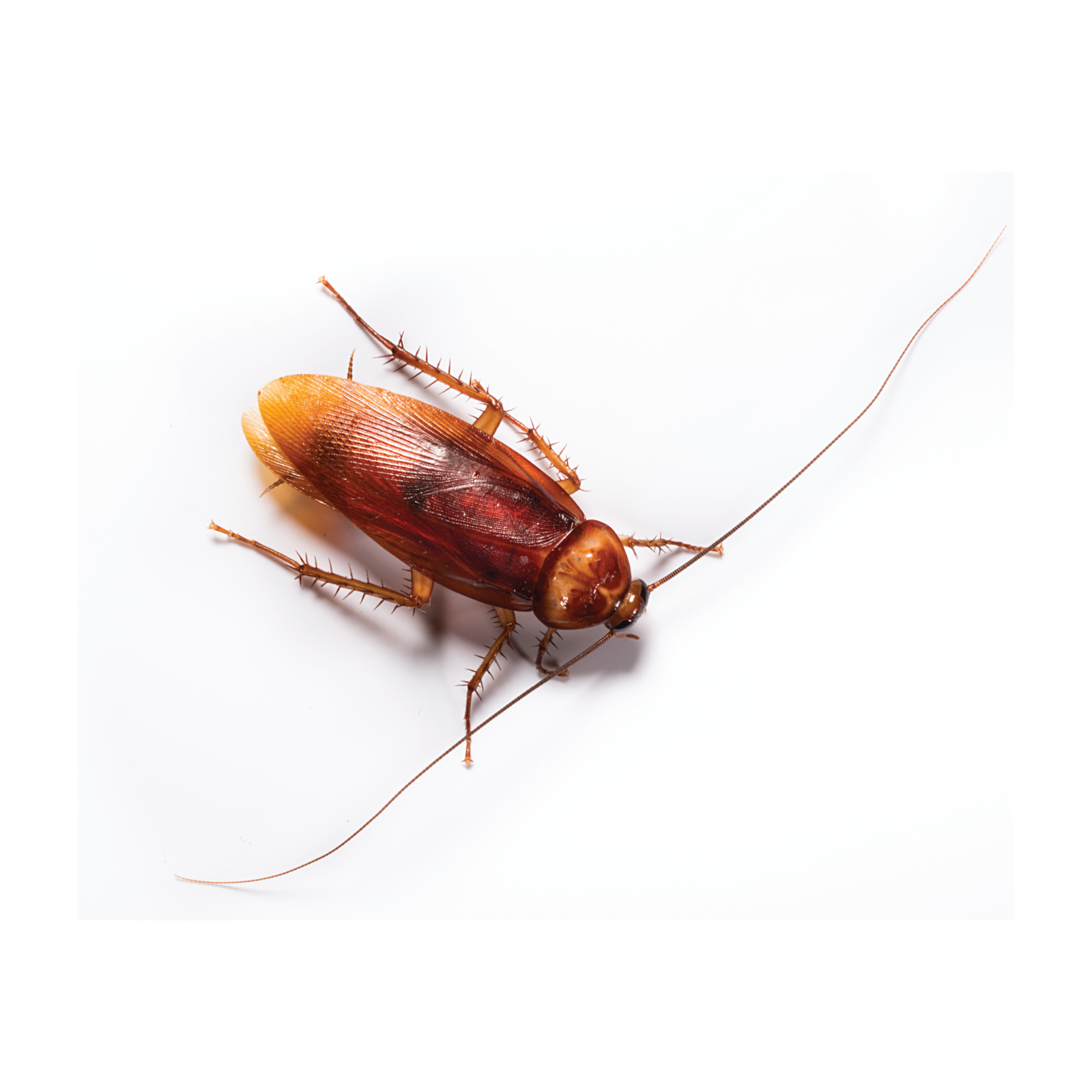 Common Winter Cockroaches in Minnesota Homes