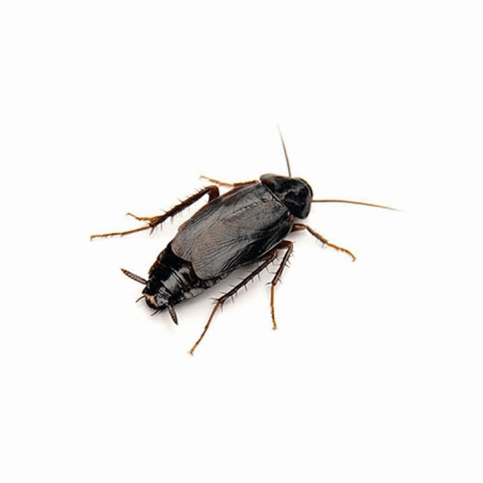 Common Winter Cockroaches in Minnesota Homes